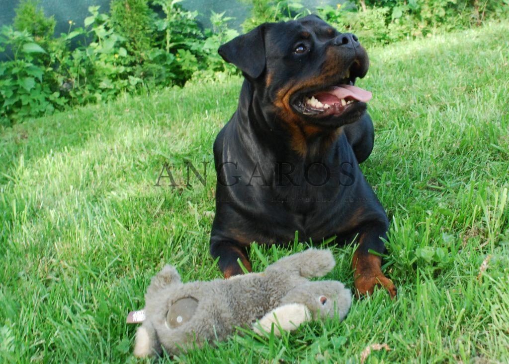 ADRK | Rottweiler - Hodowla Rottweilerów Angaros - Rottweilers ...