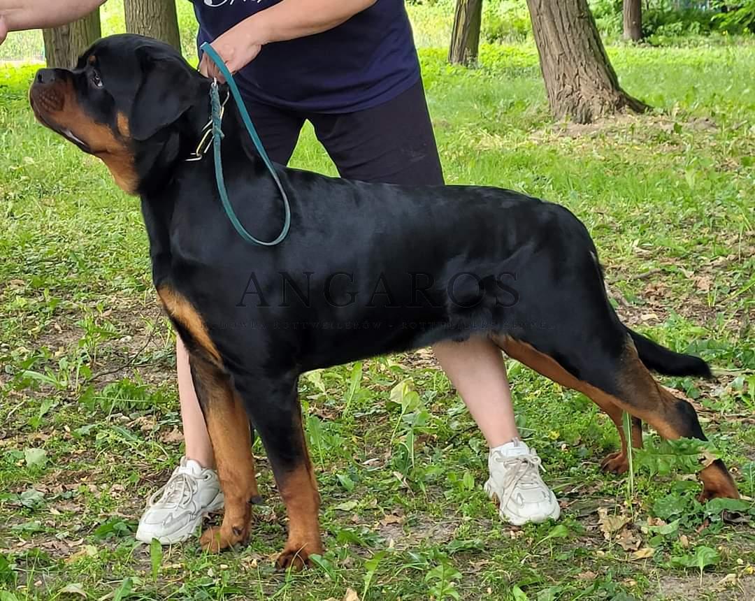 ADRK | Rottweiler - Hodowla Rottweilerów Angaros - Rottweilers ...